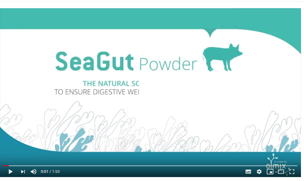Biggen wroetend door de Seagut Powder - Varkensbedrijf.be