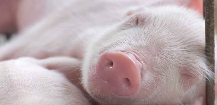 Van geboorte naar biest: met deze tips verbeter je biestmanagement ...